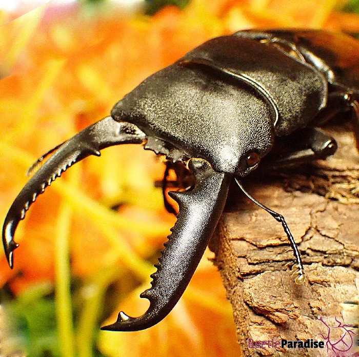 dorcus-titanus-palawanicus-en